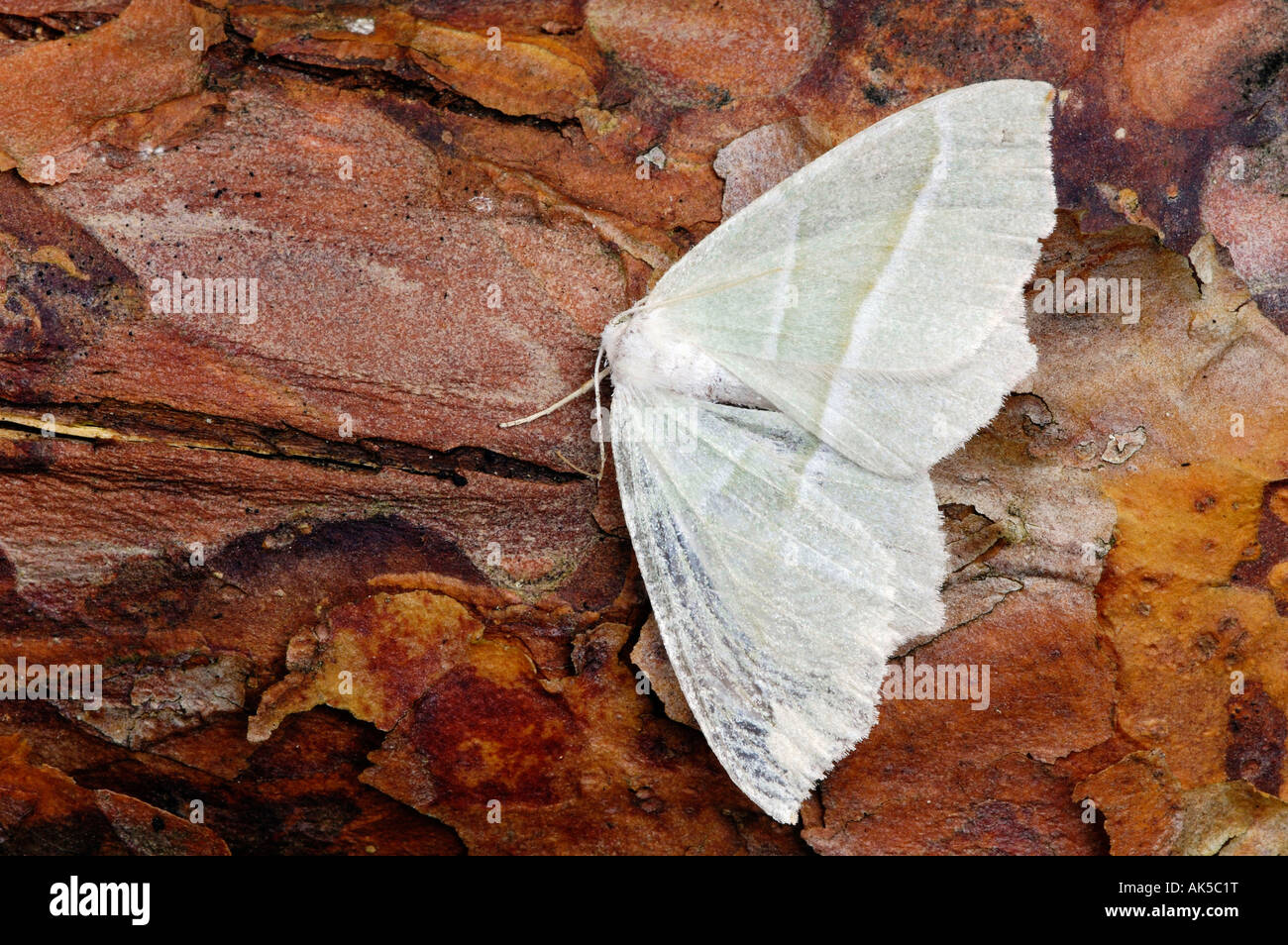 Light emerald moths hi-res stock photography and images - Alamy