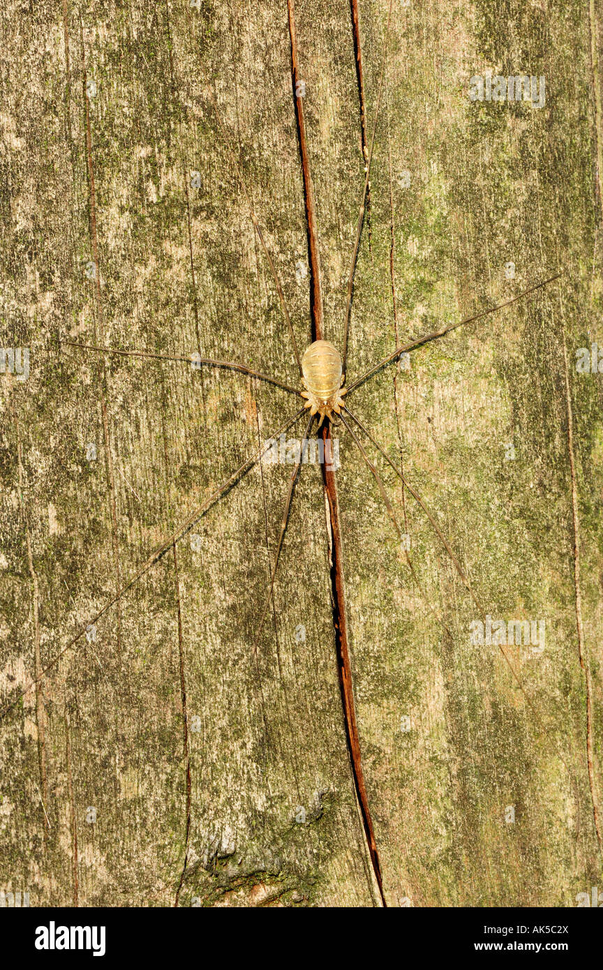 Adult harvestman hi-res stock photography and images - Alamy