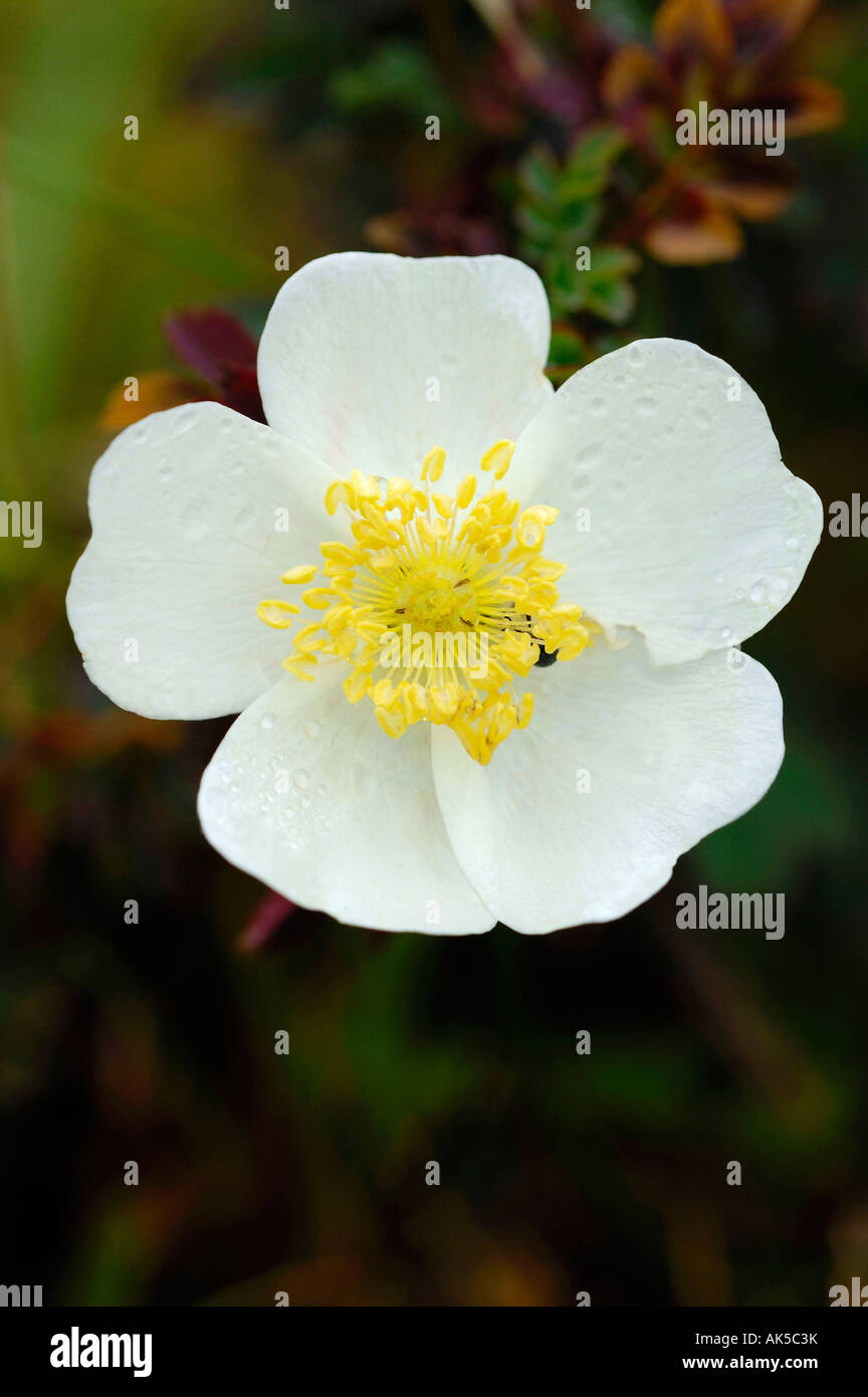 Burnet rose hi-res stock photography and images - Alamy