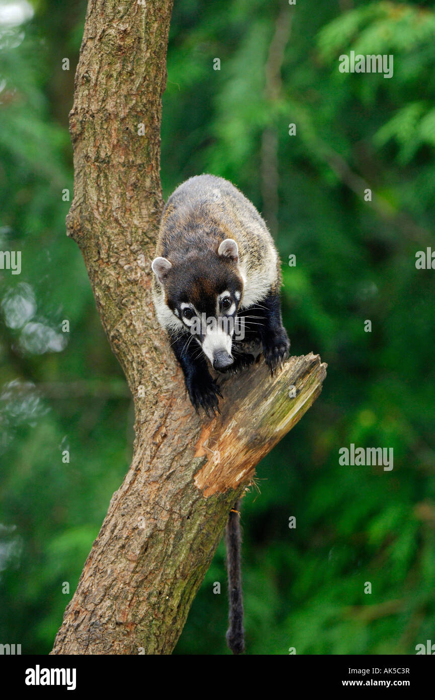 Nosed coati hi-res stock photography and images - Alamy