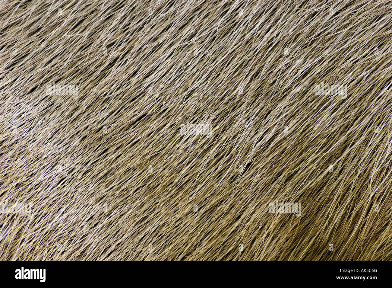 Coat detail hydrochoerus capybara hi-res stock photography and images ...