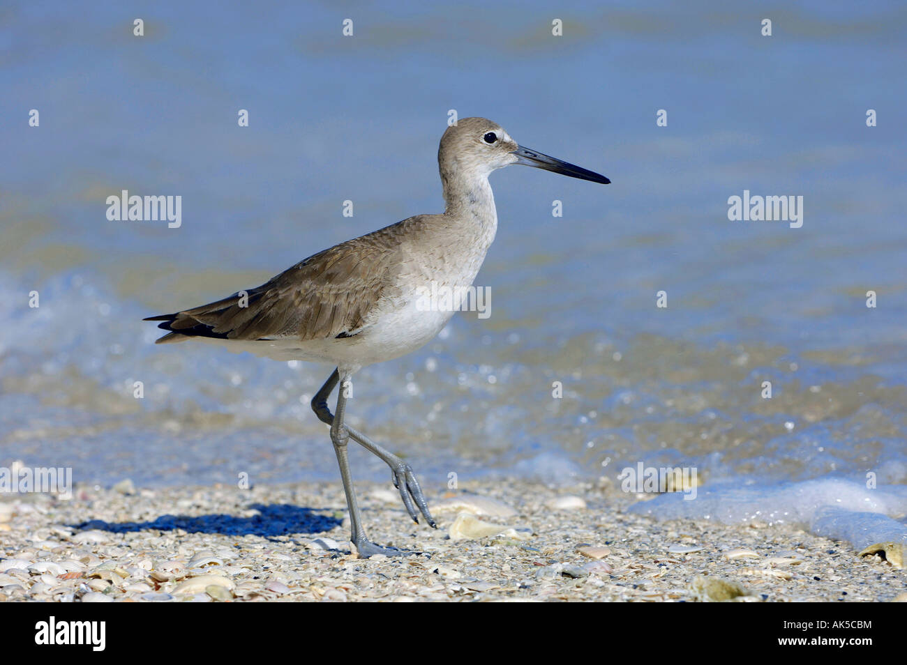 Single willet hi-res stock photography and images - Alamy