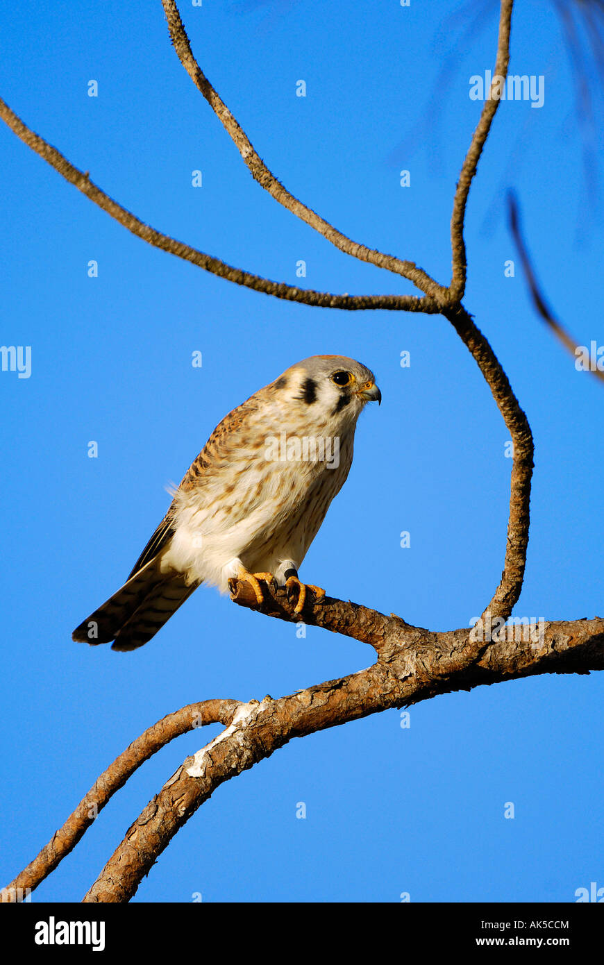 Florida kestrel hi-res stock photography and images - Alamy