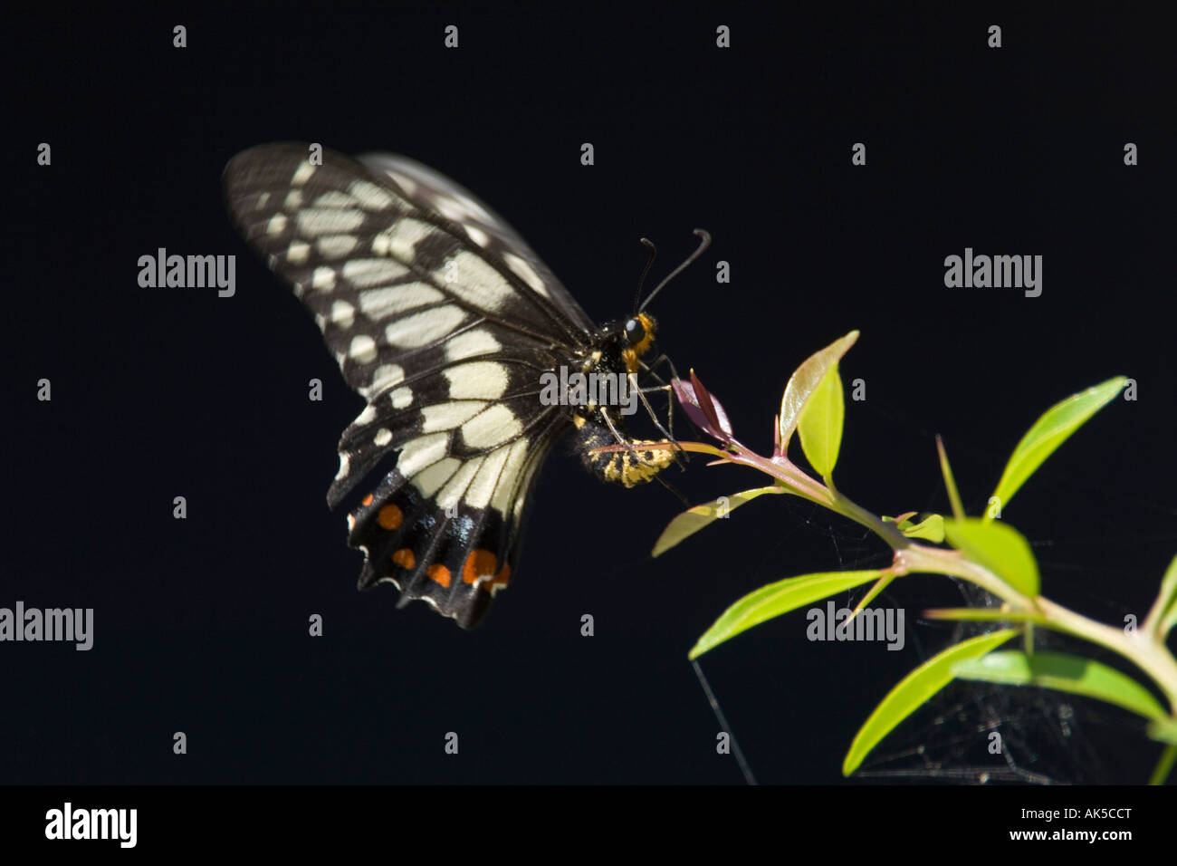 Dainty swallowtail butterfly papilio anactus hi-res stock photography ...