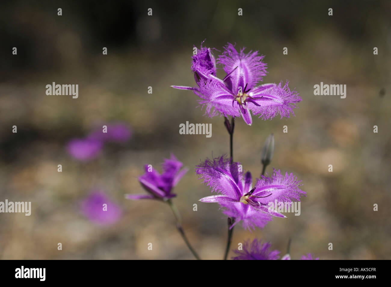 Australian fringed flower hi-res stock photography and images - Alamy