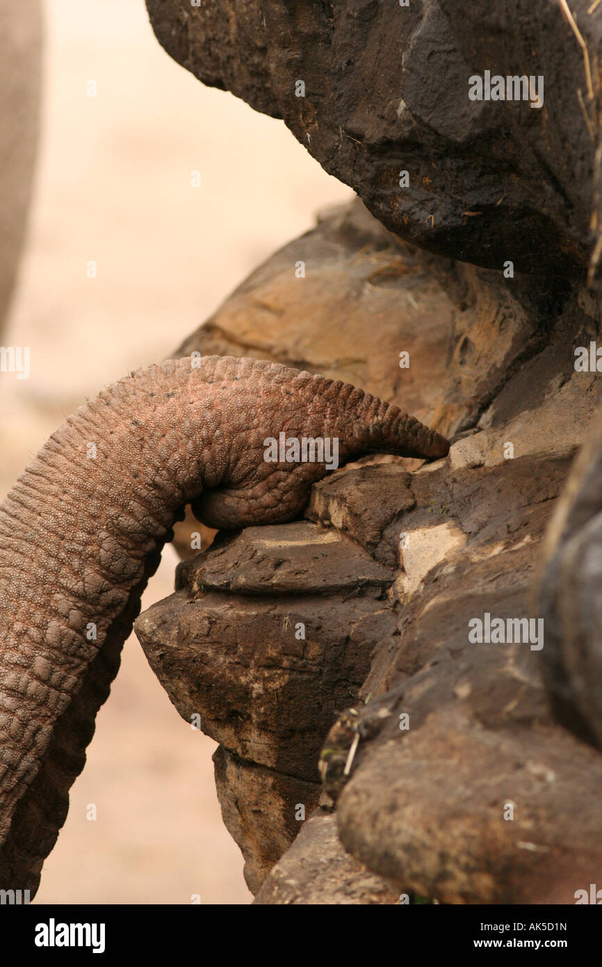 Flexible elephant trunk hi-res stock photography and images - Alamy