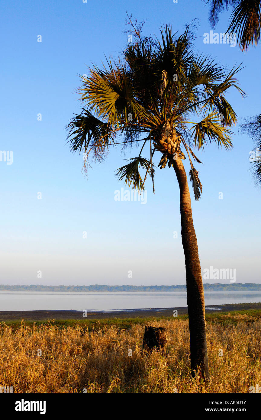 Palmetto palm plants hi-res stock photography and images - Alamy