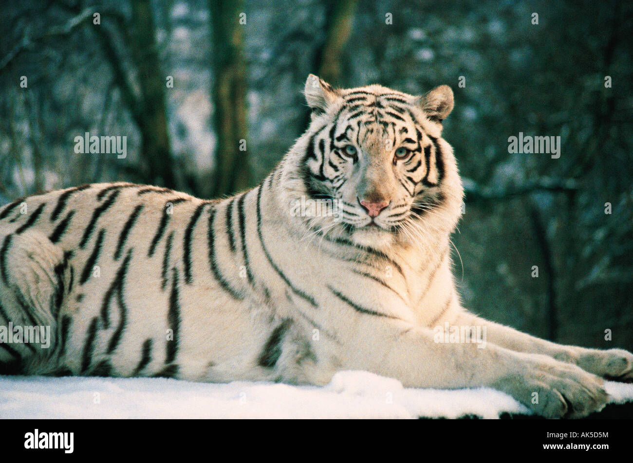 Wildlife, White Tiger, White Bengal Tiger, Panthera tigris tigris Stock ...