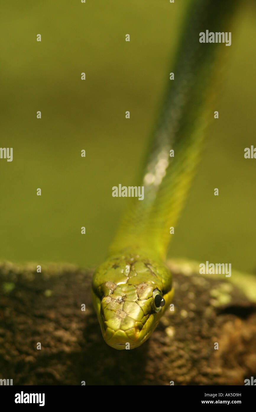 red tailed racer Stock Photo - Alamy