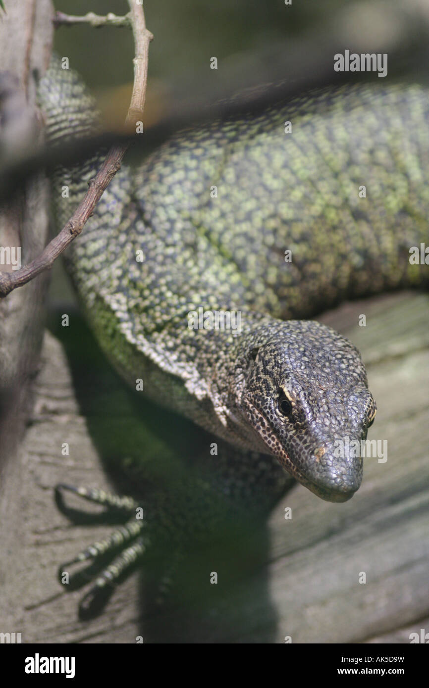 Monitor lizard varanus indicus hi-res stock photography and images - Alamy