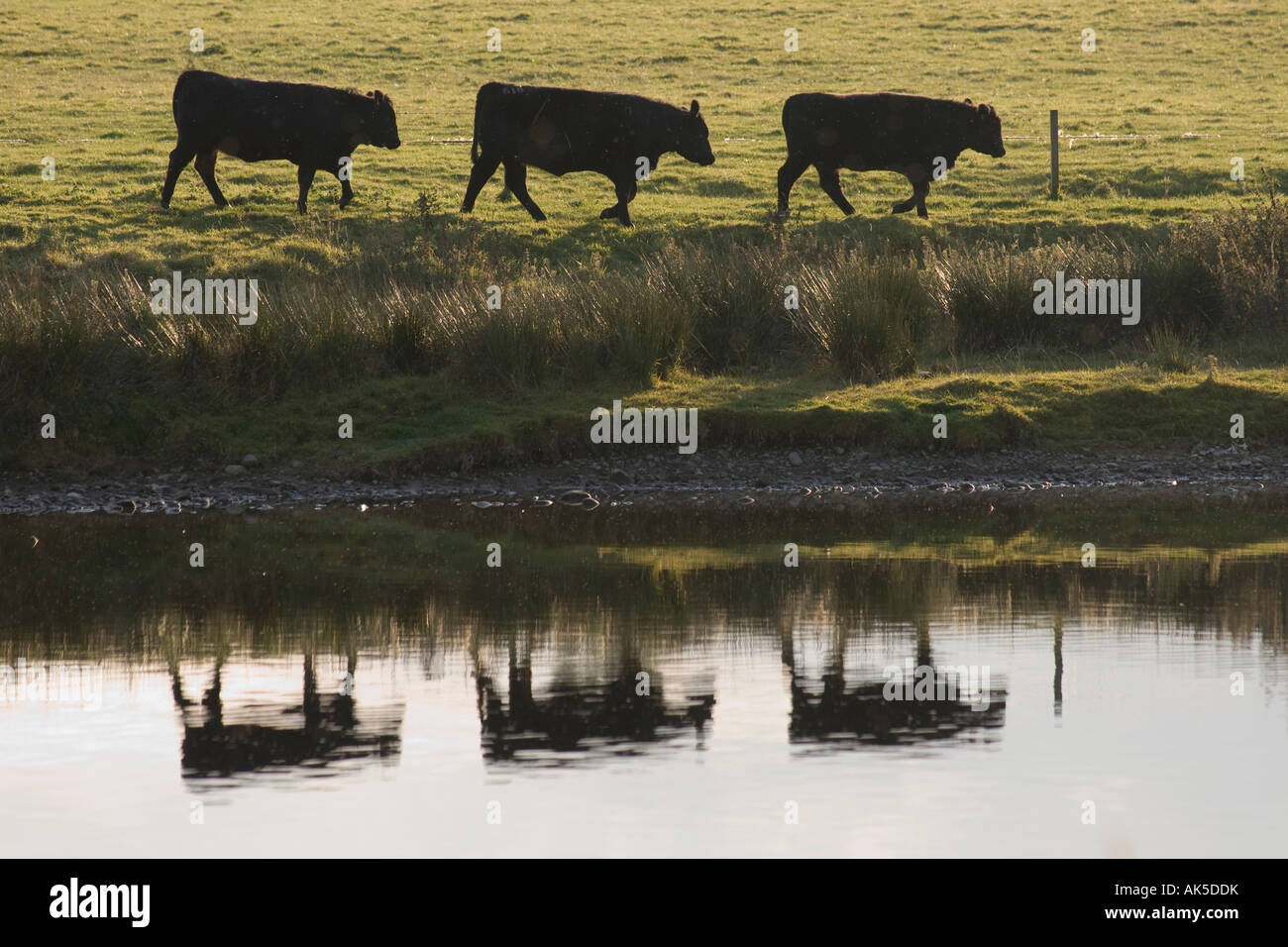 When the cows come home kye come hame River Tweed Kelso Scotland Stock ...