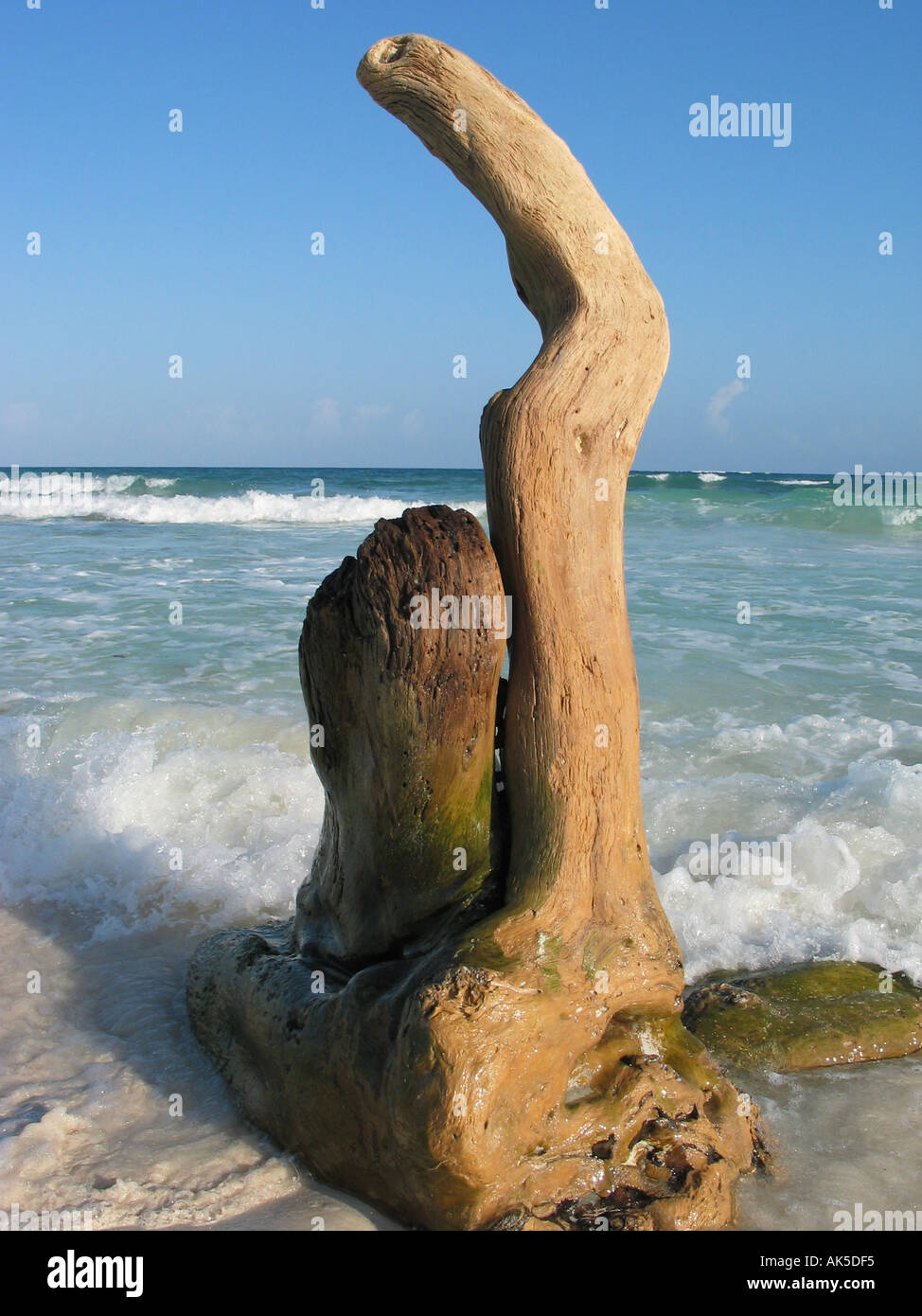 Beach Tree Stump Yucatan Mexico Stock Photo - Alamy