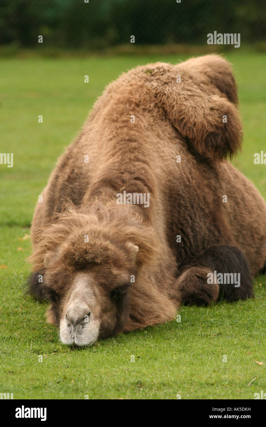 Sleeping camel hi-res stock photography and images - Alamy