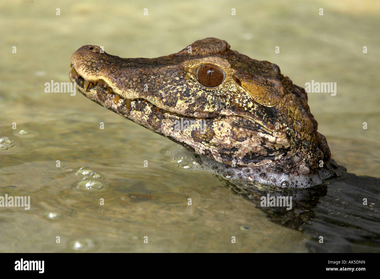 Cuvier's Dwarf Caiman Stock Photo - Alamy