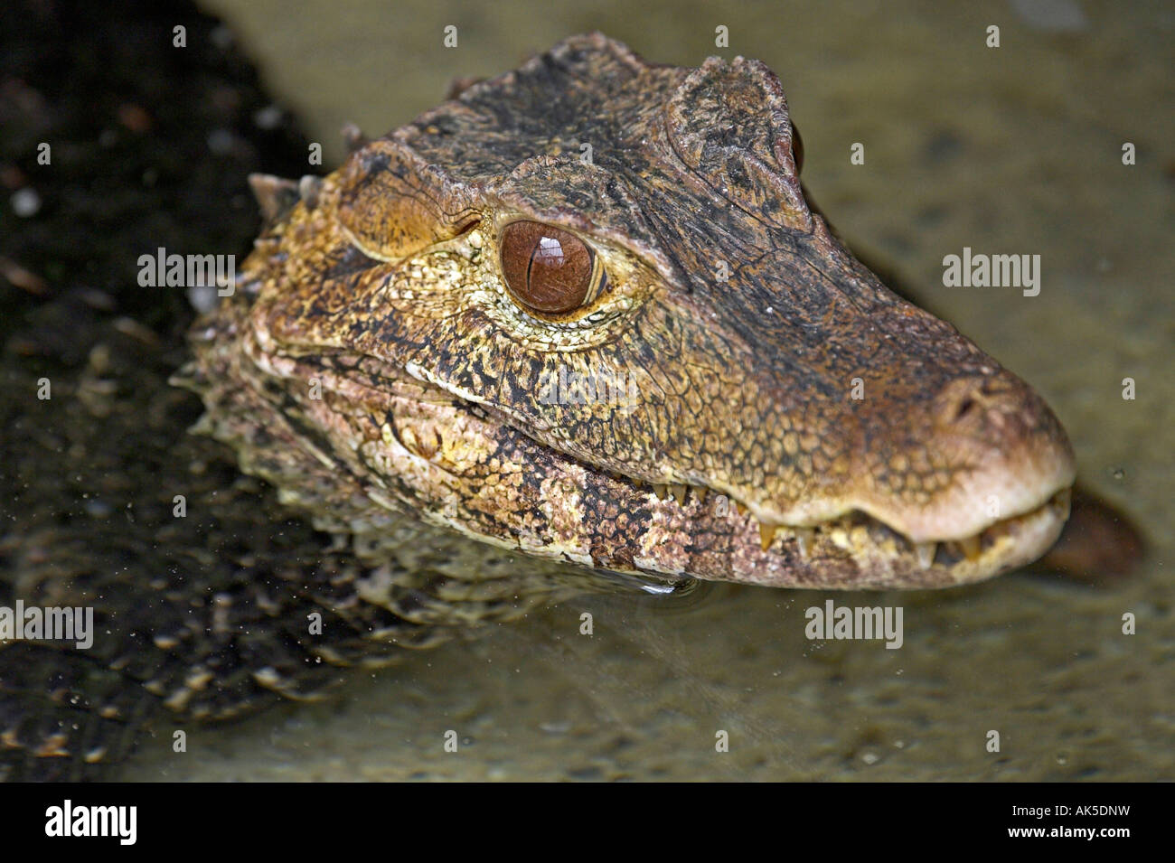Cuvier's Dwarf Caiman Stock Photo - Alamy
