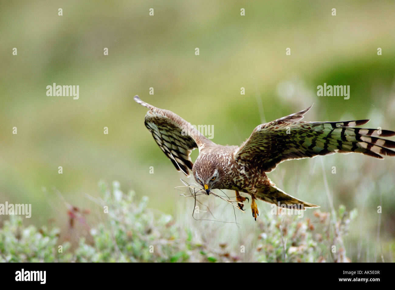 Harrier of europe hi-res stock photography and images - Alamy