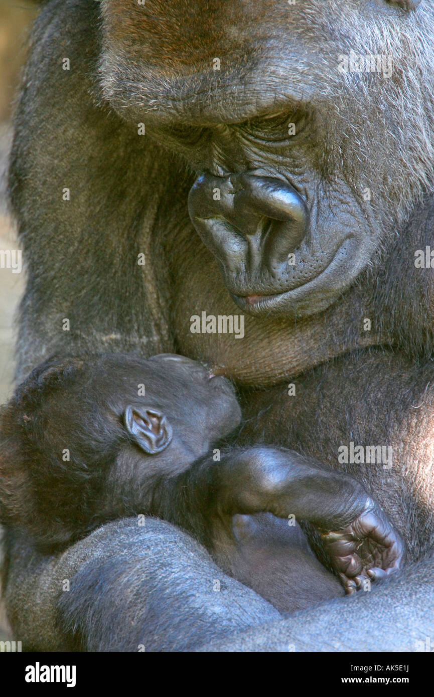 Adult gorilla upright hi-res stock photography and images - Alamy