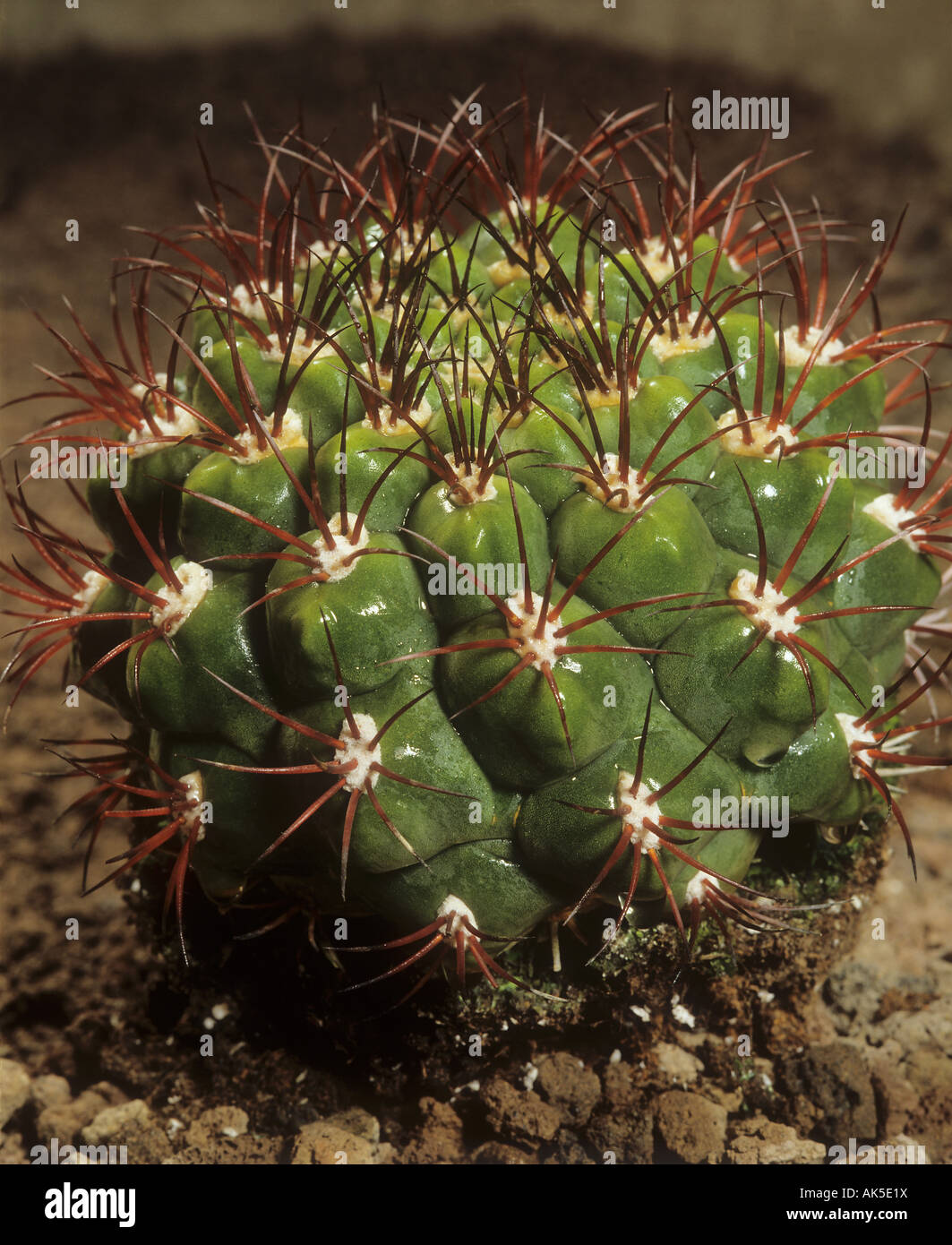 giant chin / Gymnocalycium saglionis Stock Photo - Alamy