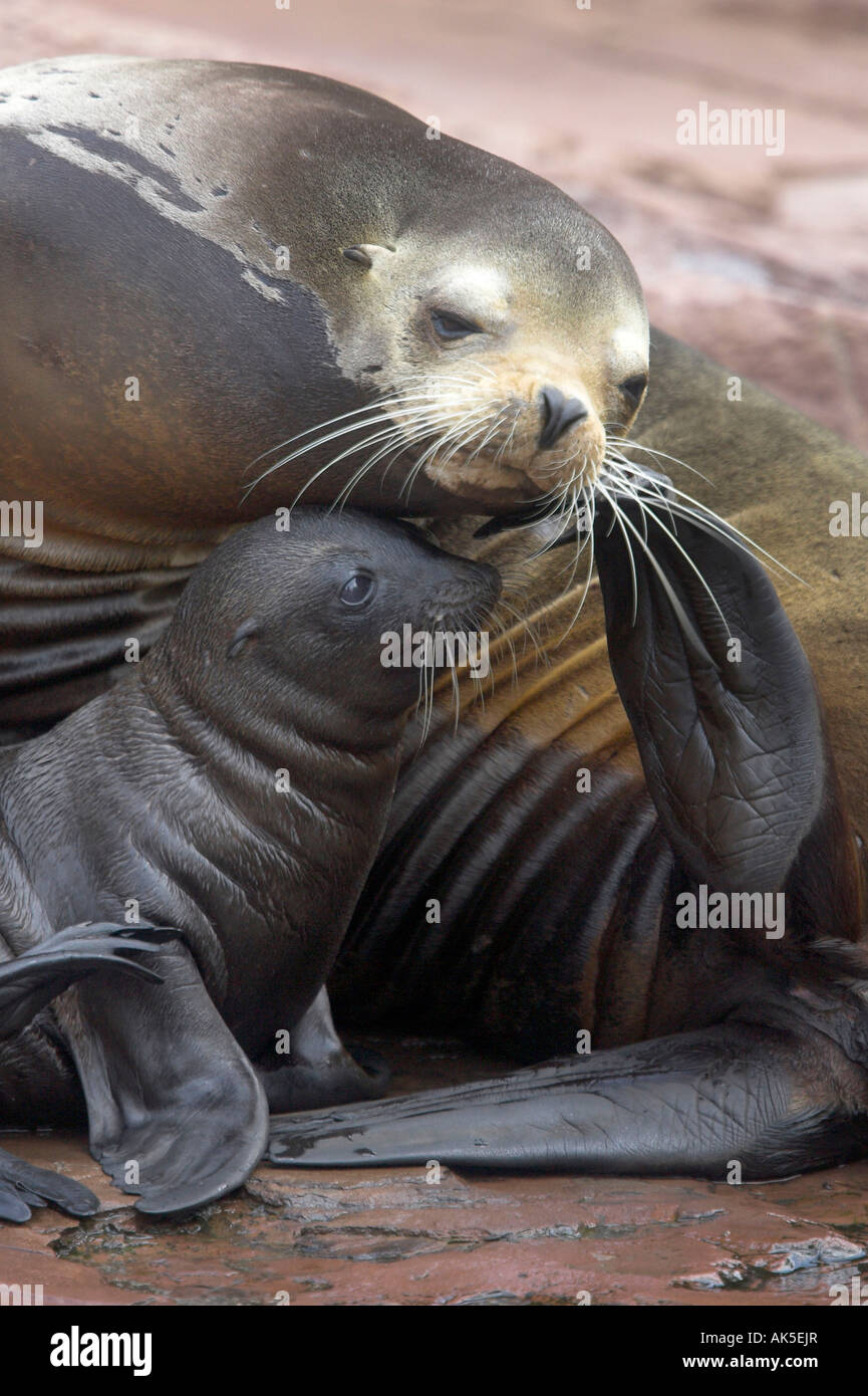 Portrait californian sea lion hi-res stock photography and images - Alamy