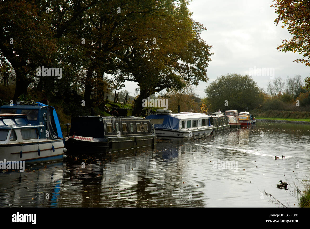 Waterfowl swimming hi-res stock photography and images - Alamy