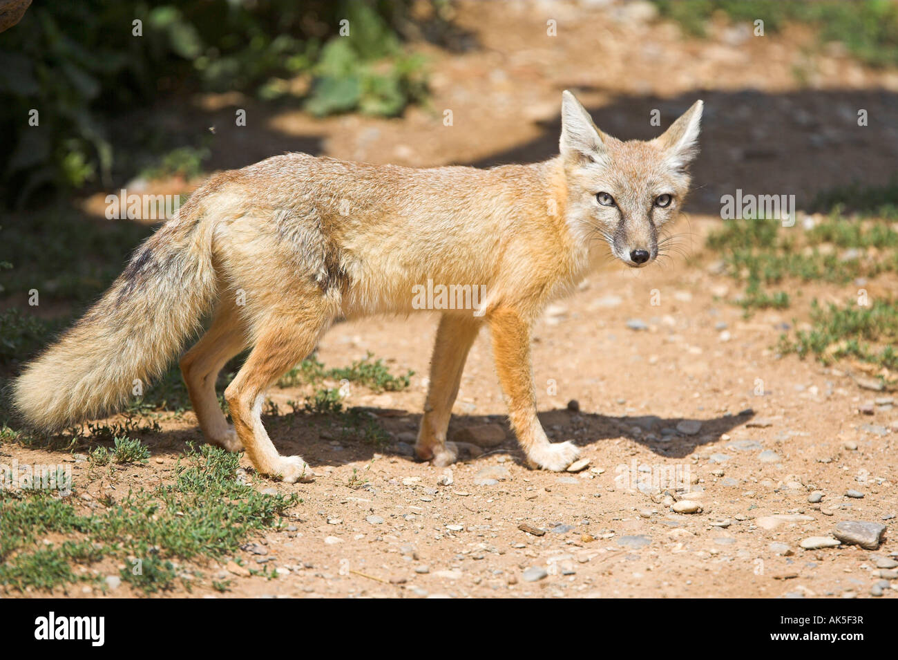 Corsac foxes hi-res stock photography and images - Alamy