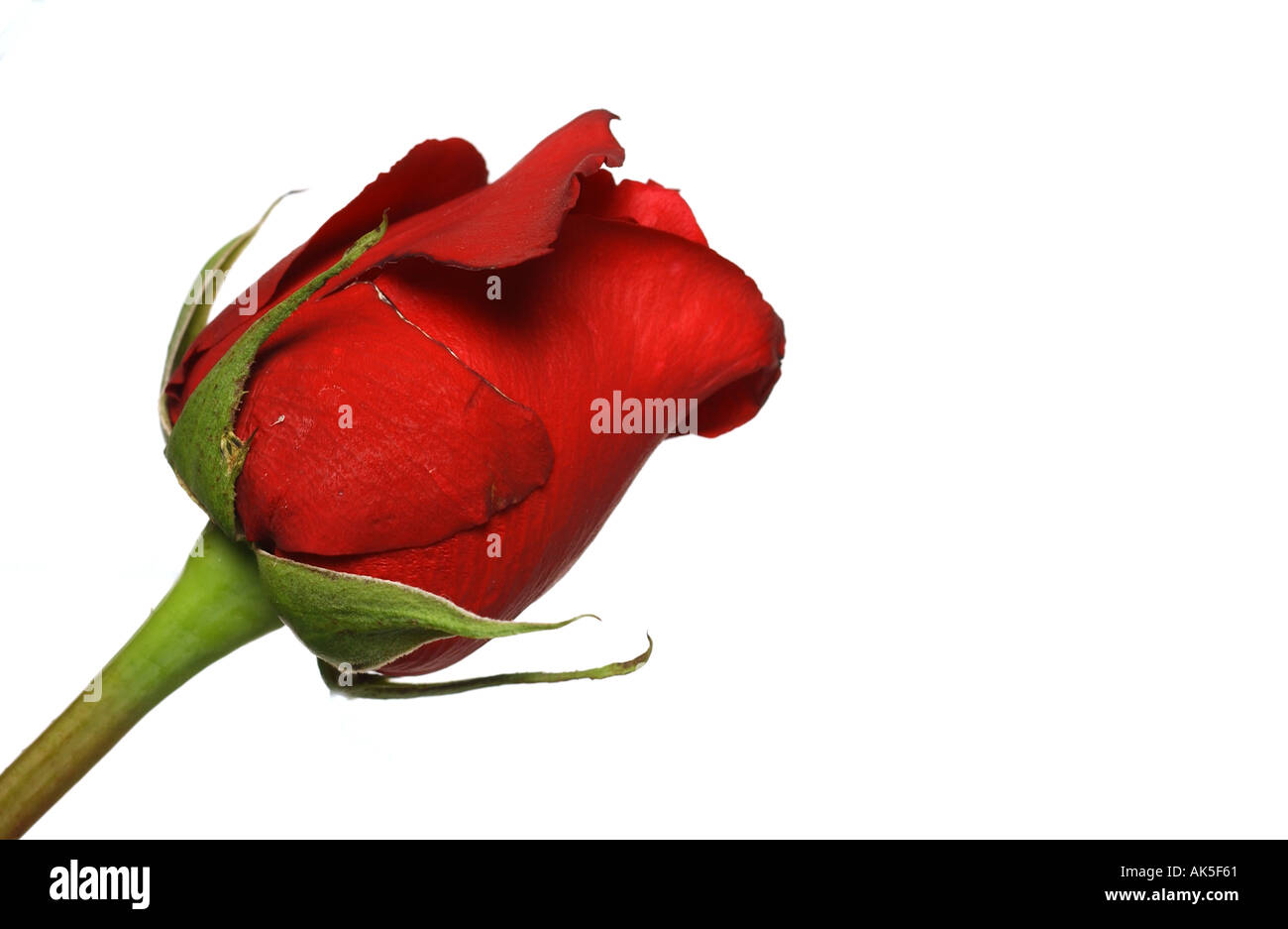 Horizontal color image of a single red rose bud against a white ...