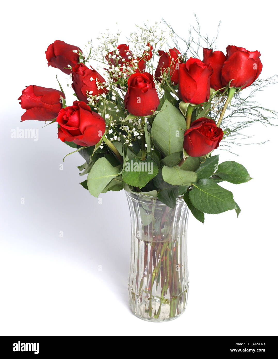 Vertical color image of a dozen roses in a vase against a white ...