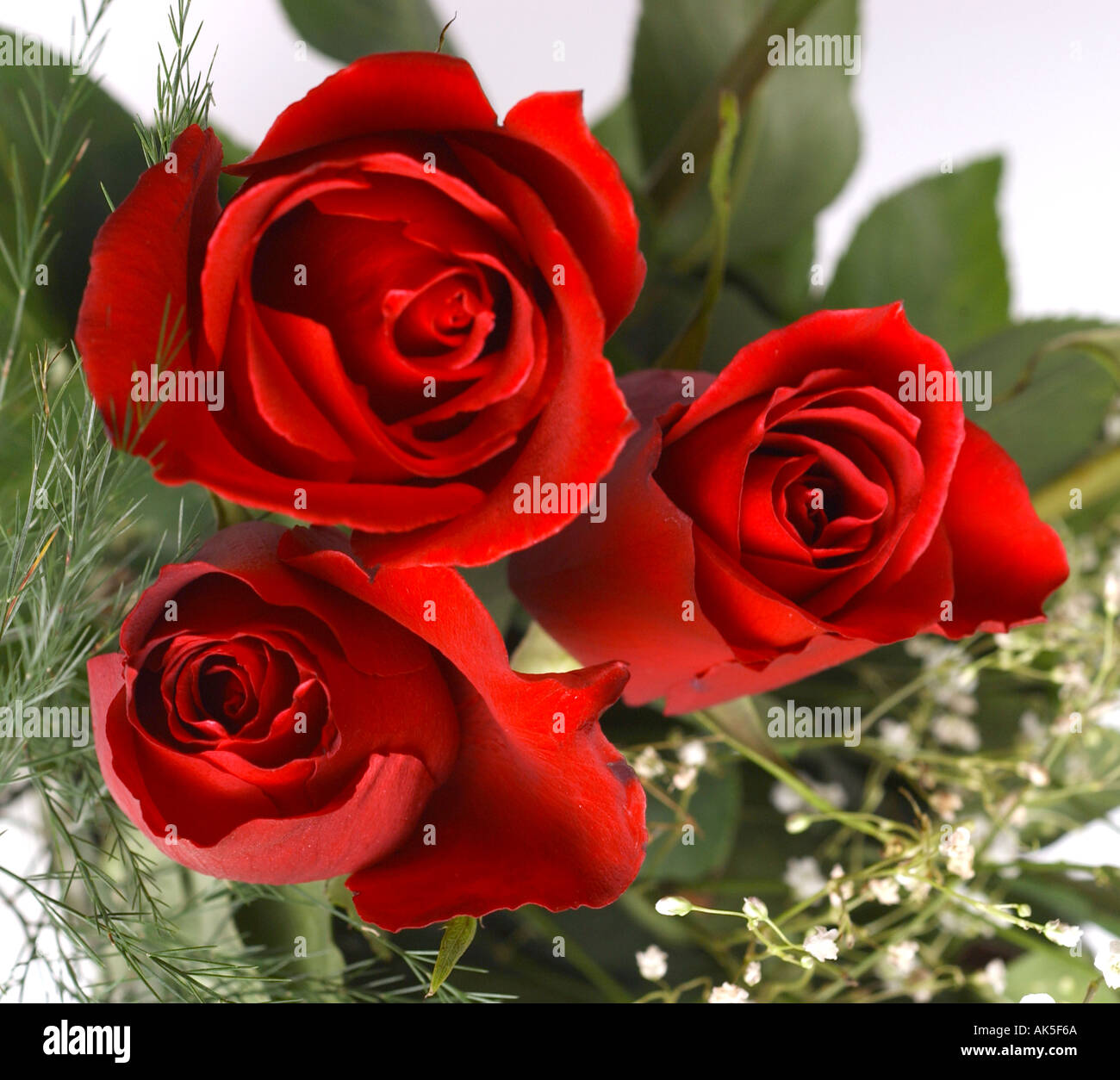 Red roses surrounding white hi-res stock photography and images - Alamy