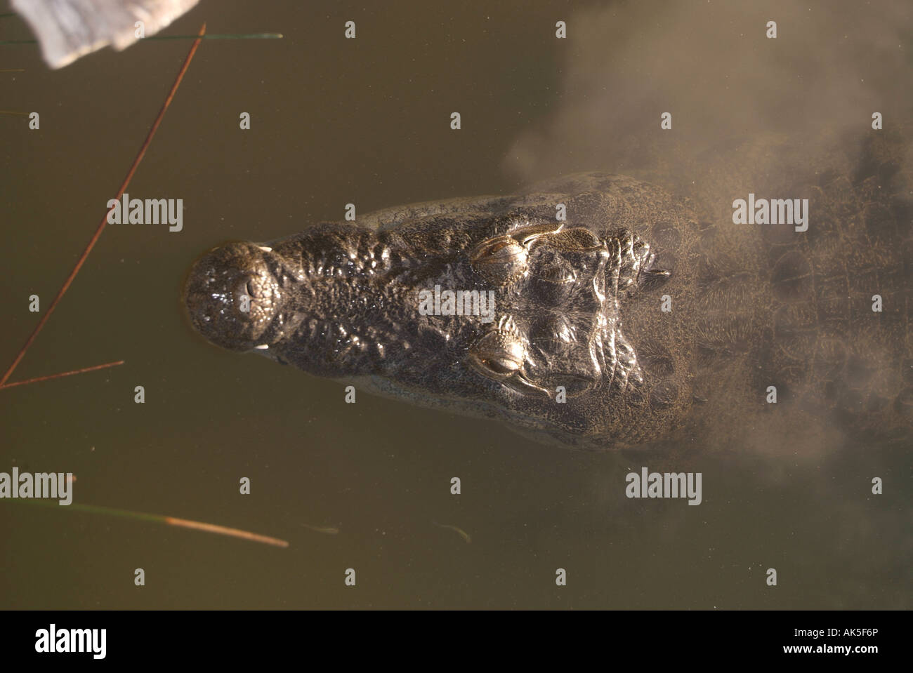 Mexican crocodiles hi-res stock photography and images - Alamy
