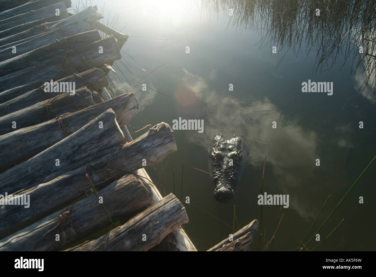 Mexican crocodiles hi-res stock photography and images - Alamy