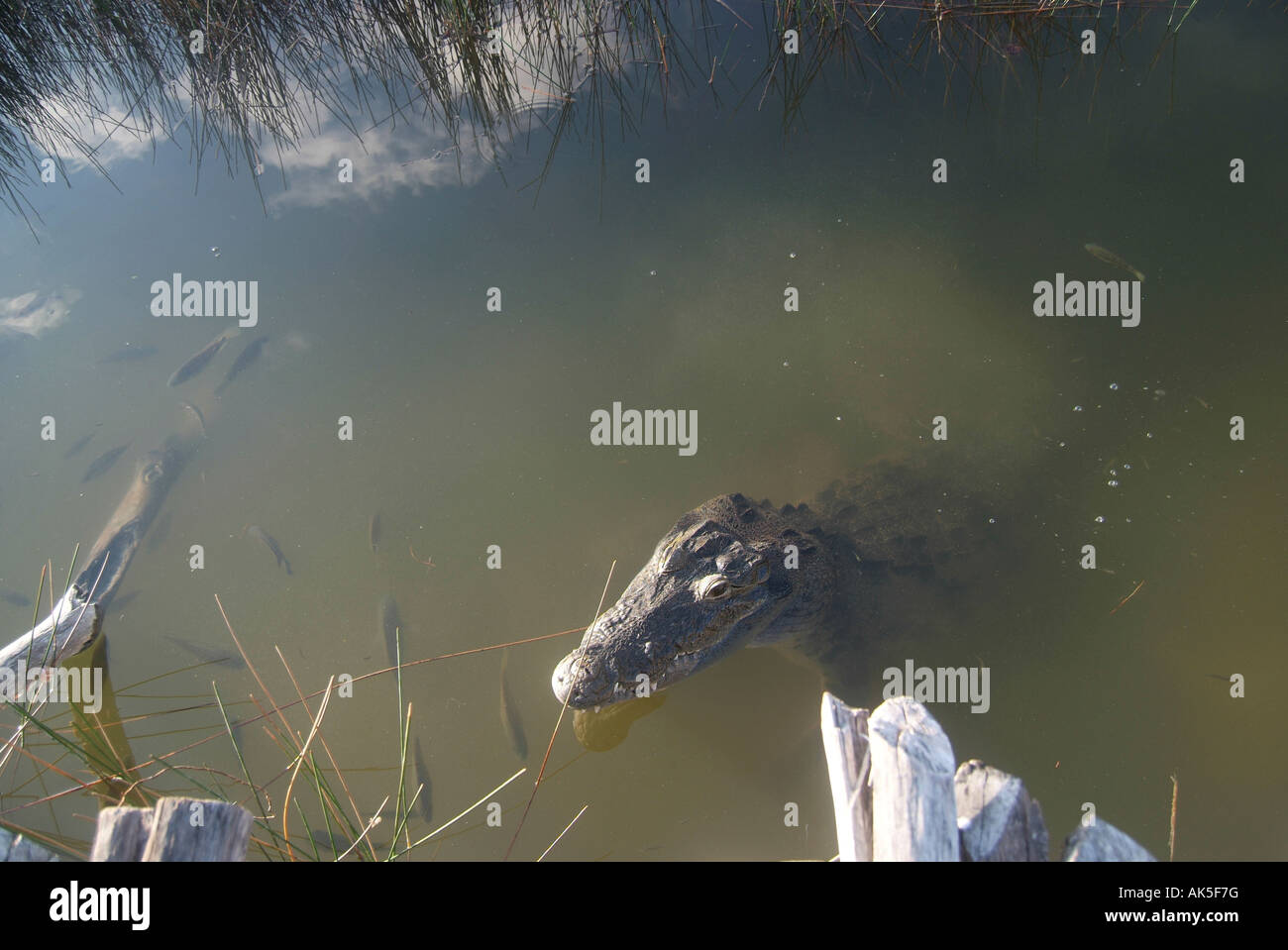 Mexican crocodiles hi-res stock photography and images - Alamy