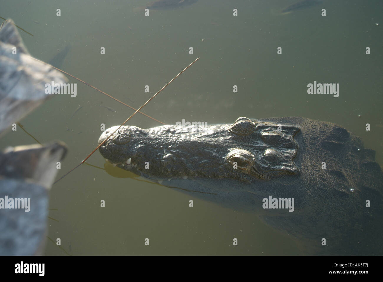 Mexican crocodiles hi-res stock photography and images - Alamy