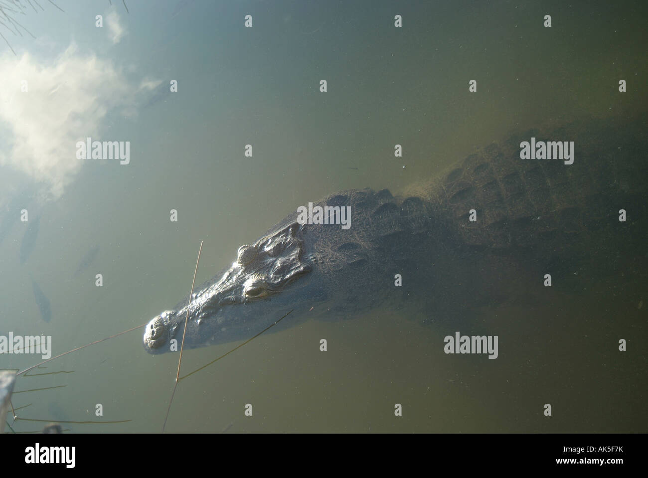 Mexican crocodiles hi-res stock photography and images - Alamy