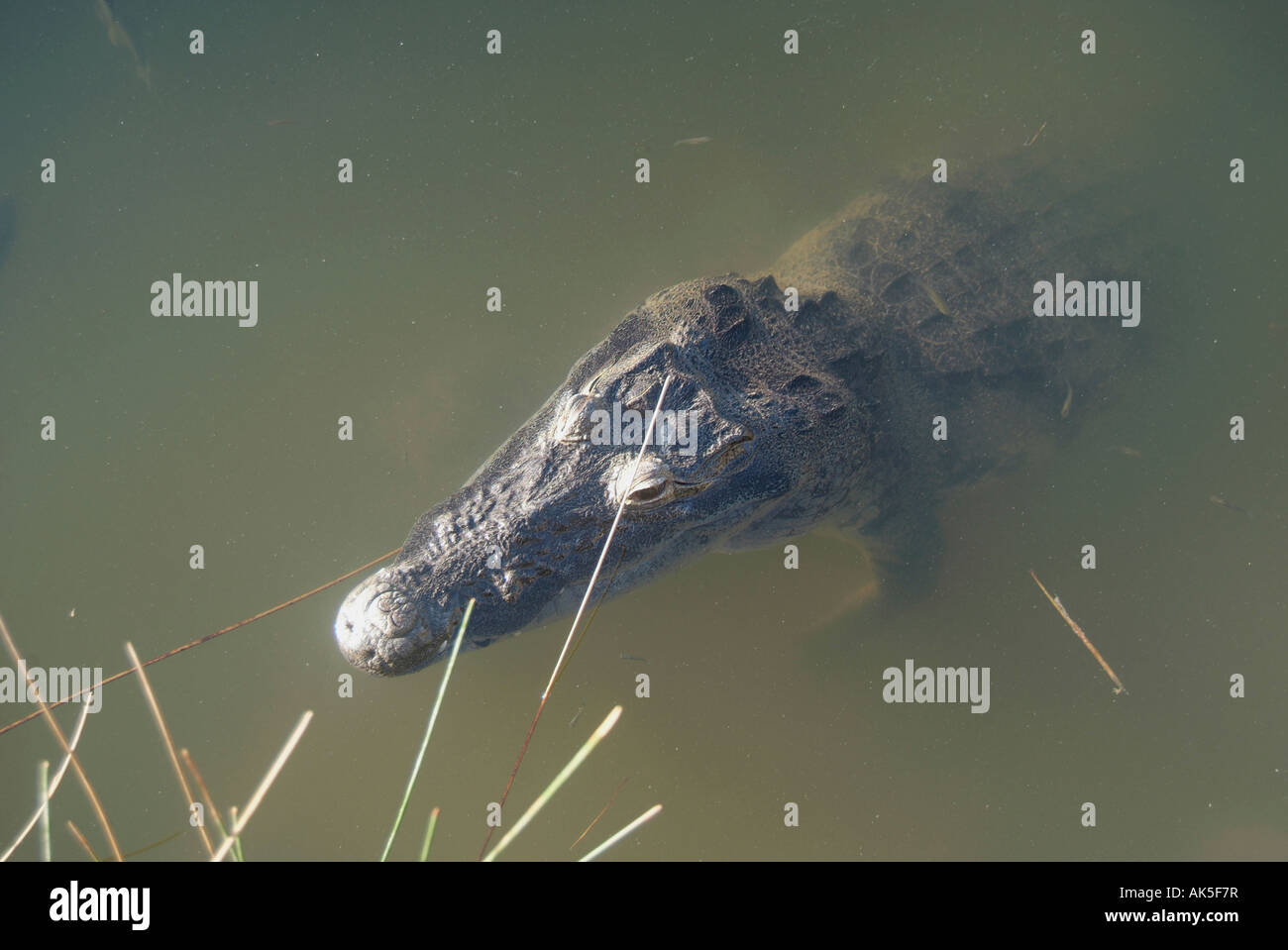 Mexico yucatan crocodile hi-res stock photography and images - Alamy