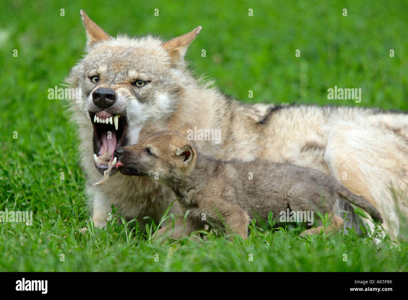 Wolf puppies standing hi-res stock photography and images - Alamy