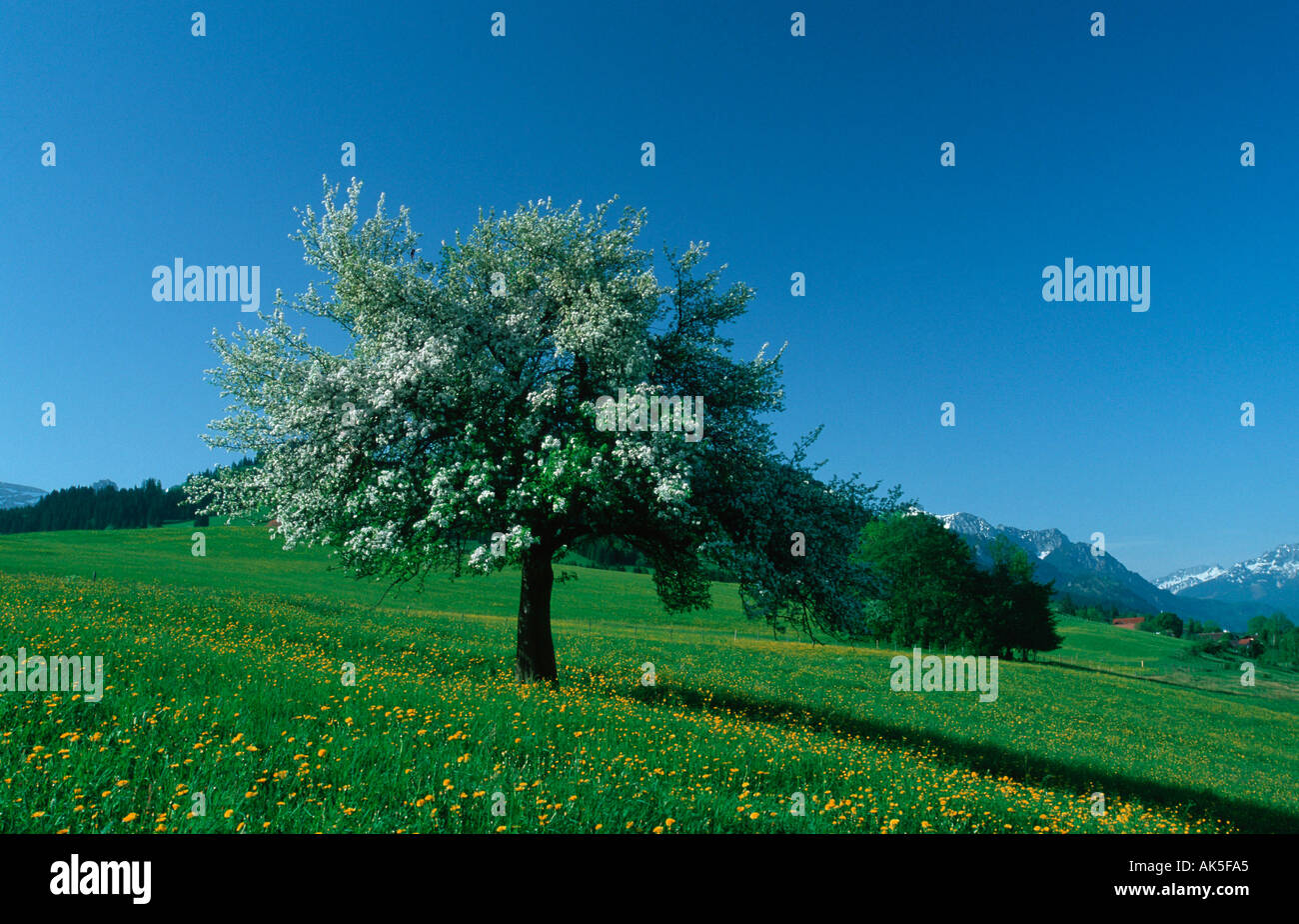 Blooming Apple Tree Bavaria Germany Bluehender Apfelbaum Bayern ...