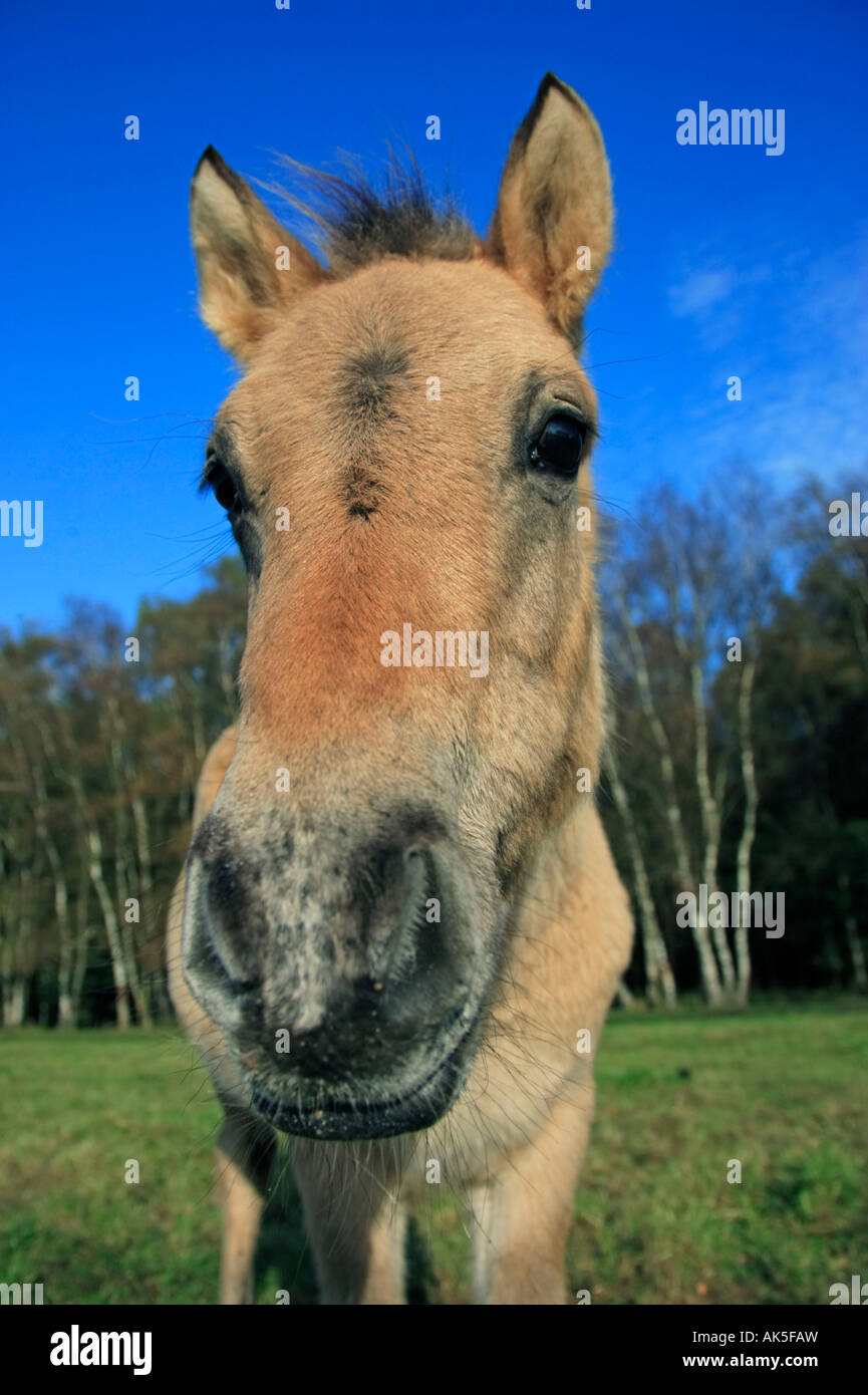 Dulmener horse hi-res stock photography and images - Alamy