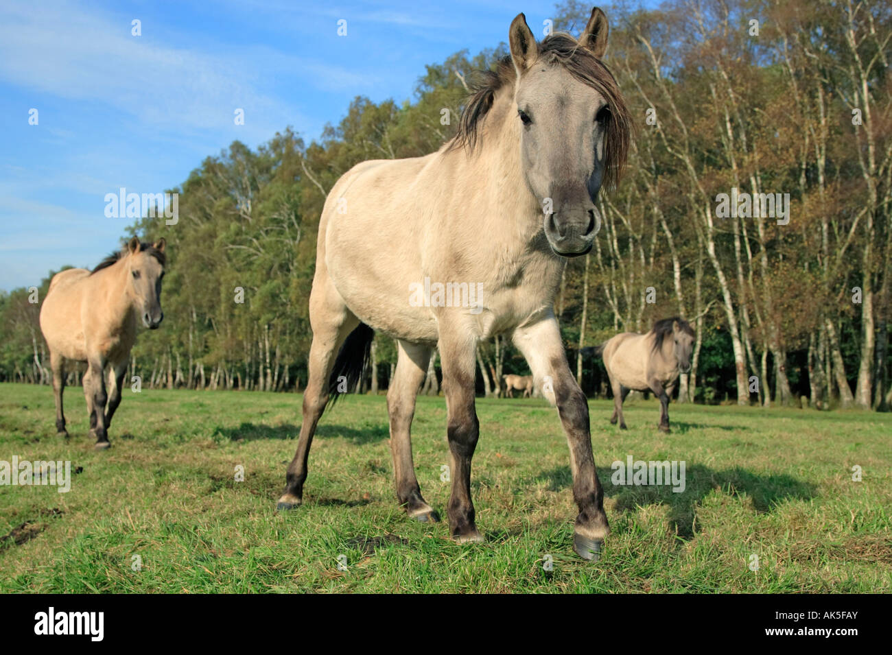 The dulmener hi-res stock photography and images - Alamy