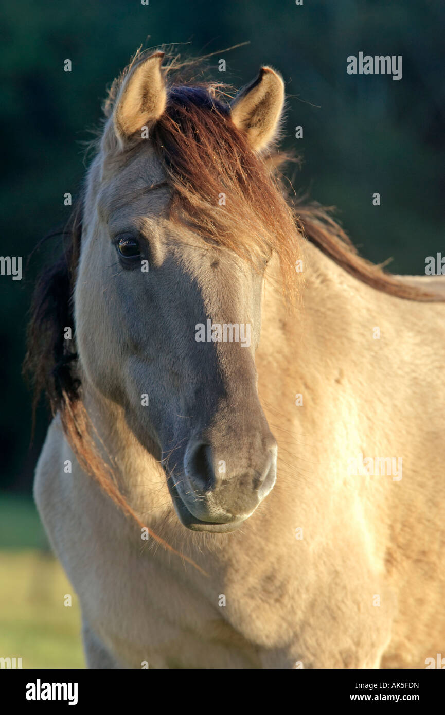 Merfelder hi-res stock photography and images - Alamy