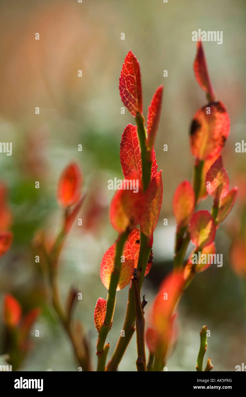 Halberd willow hi-res stock photography and images - Alamy