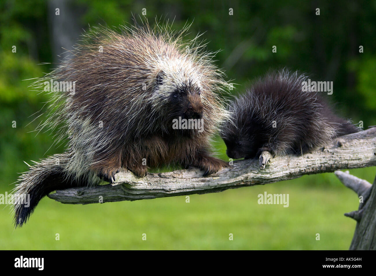 North American Porcupine Stock Photo - Alamy
