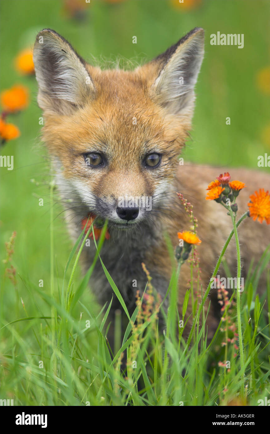American Red Fox Stock Photo - Alamy