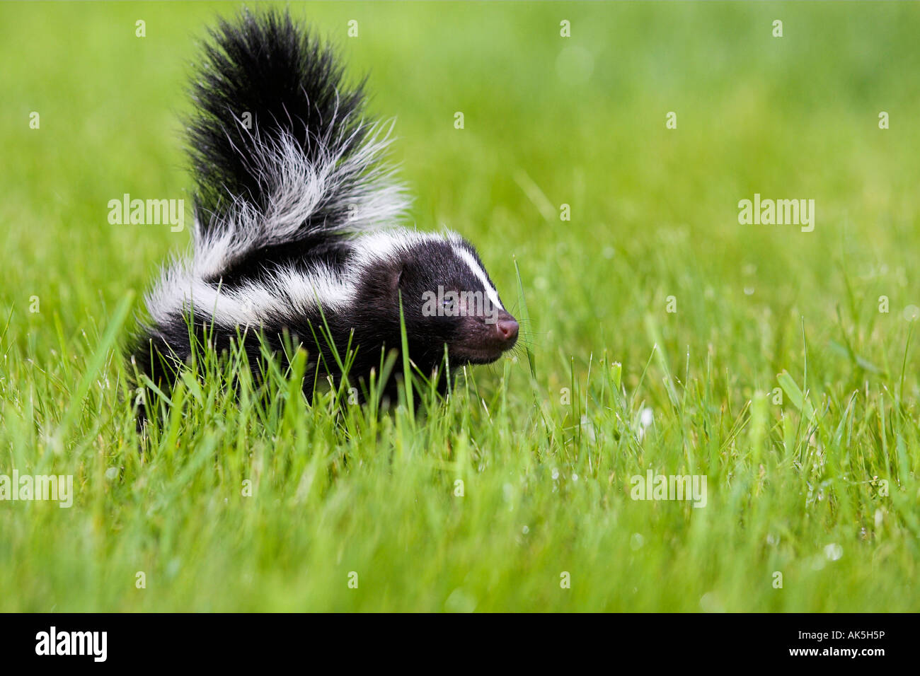 Young skunk hi-res stock photography and images - Alamy