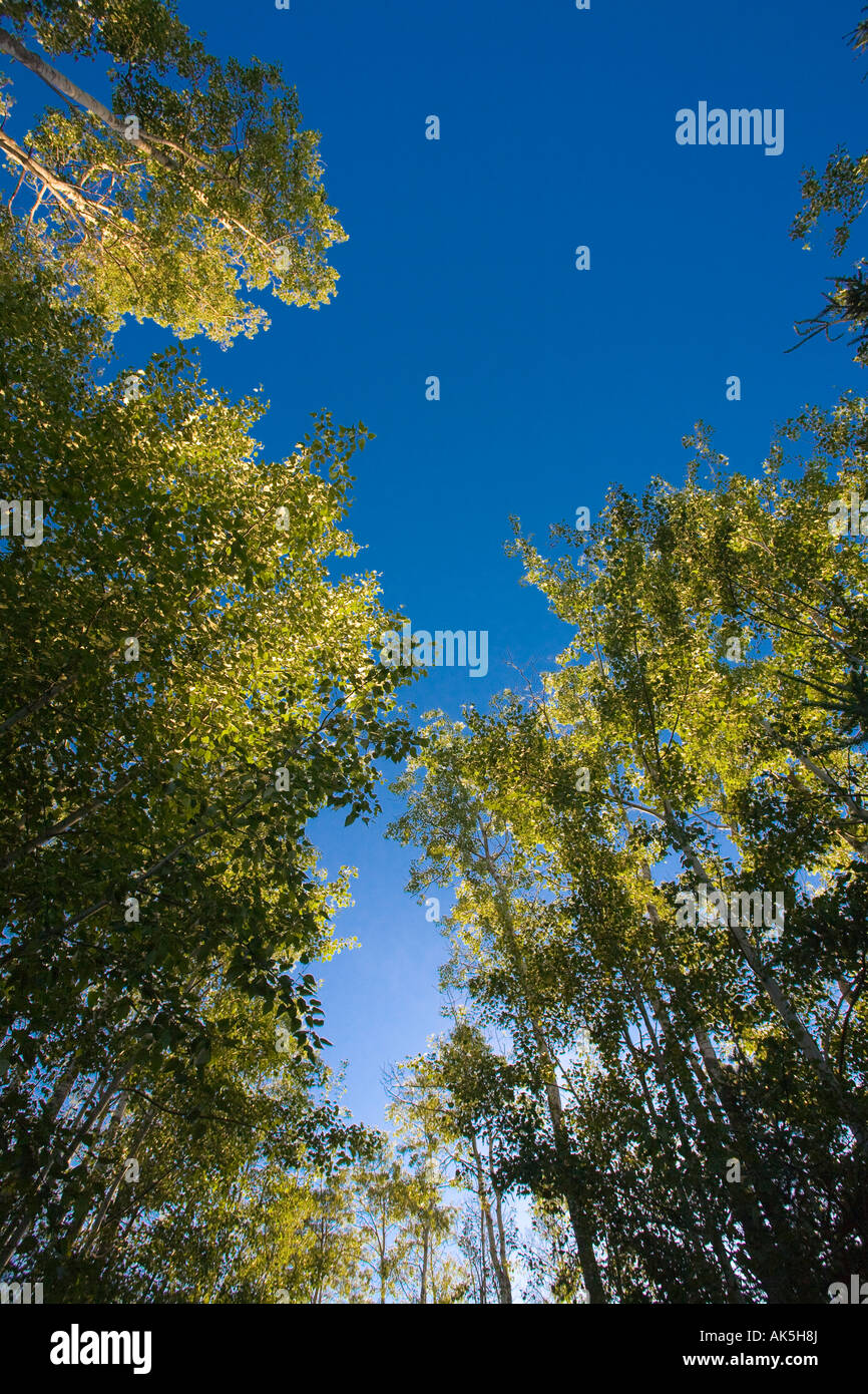 Low angle shot of tall trees Stock Photo - Alamy
