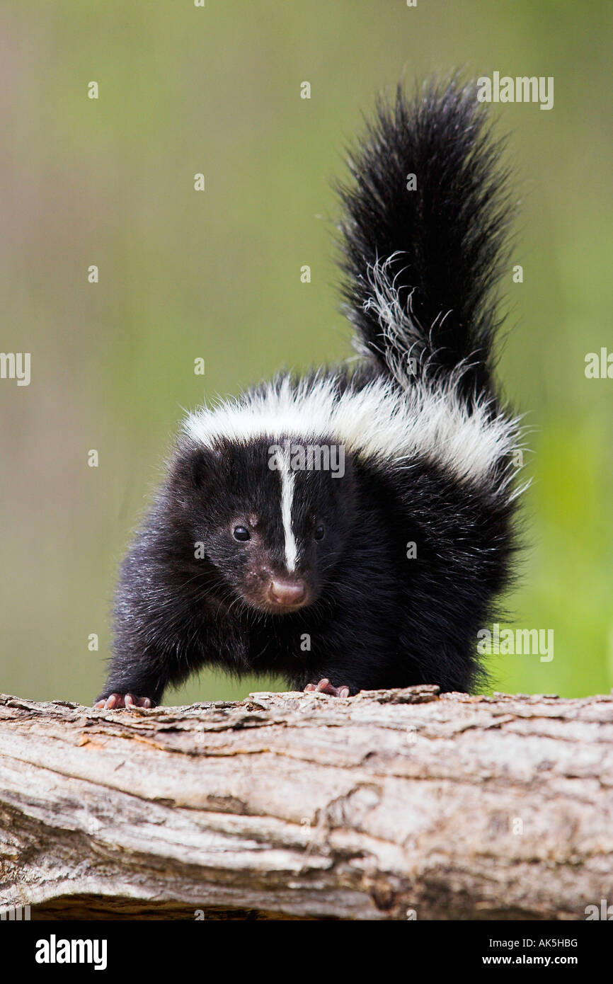 Juvenile skunk hi-res stock photography and images - Alamy