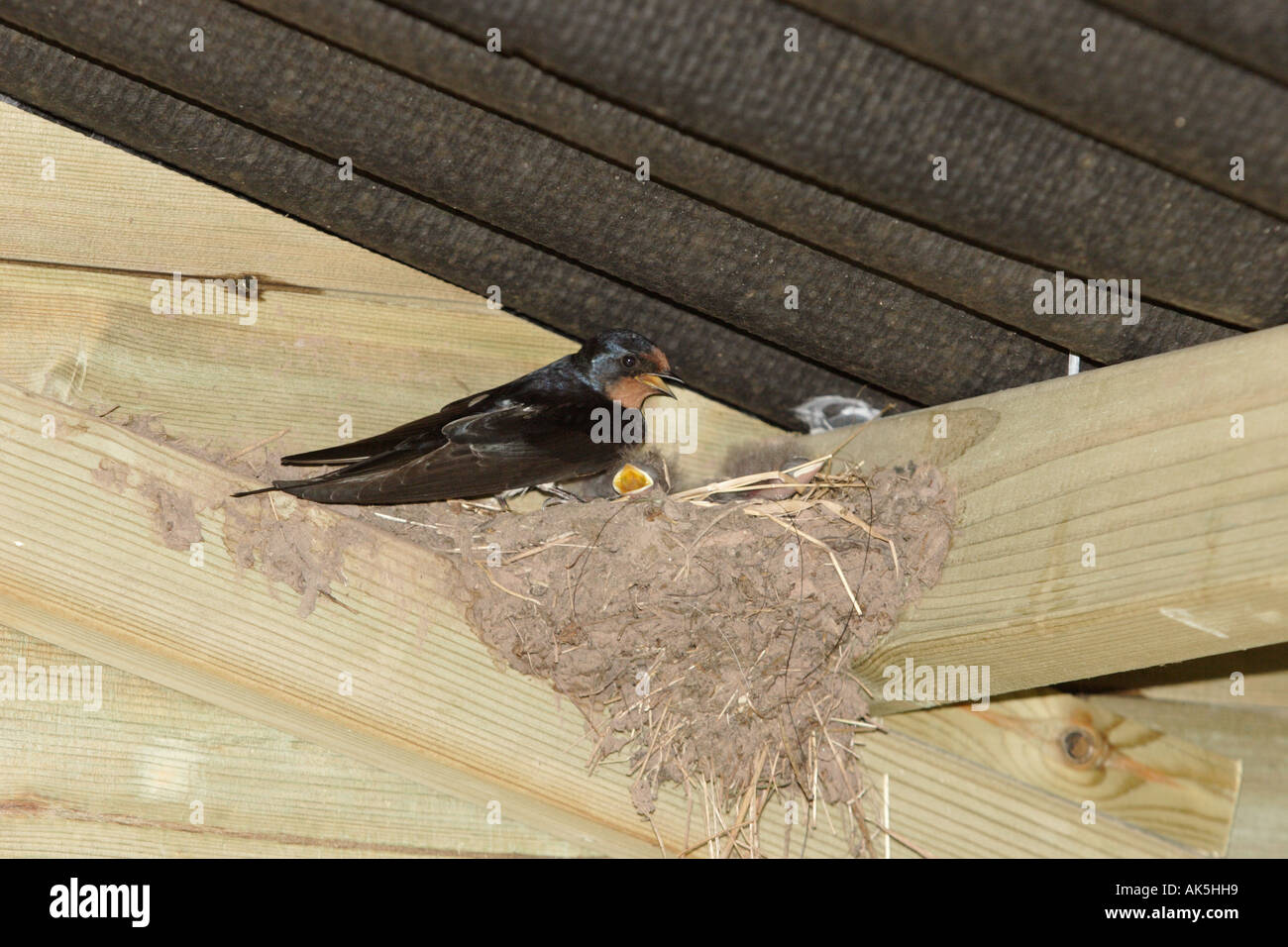 Barn Swallow at nest with chicks Stock Photo - Alamy