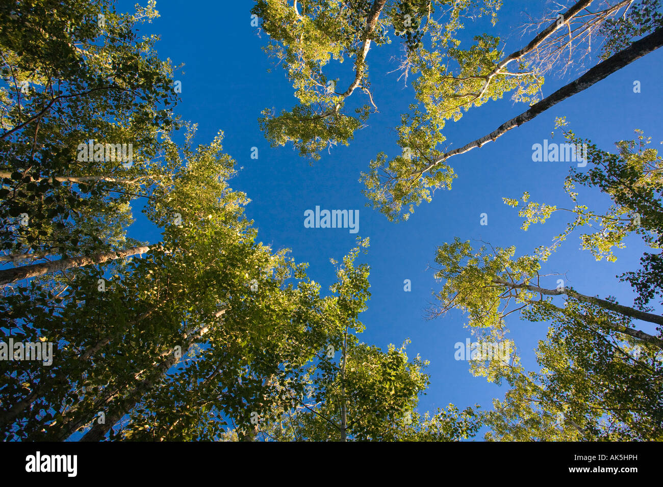 Tall tree hi-res stock photography and images - Alamy