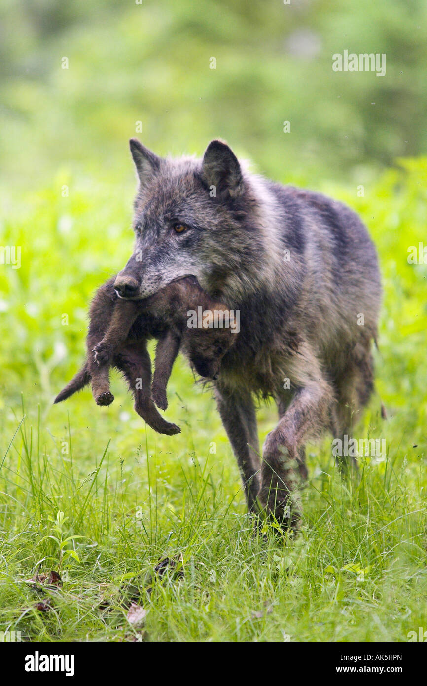 Timber wolf carrying her prey hi-res stock photography and images - Alamy