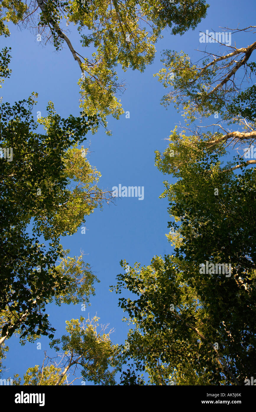 Lowangle low angle hi-res stock photography and images - Alamy