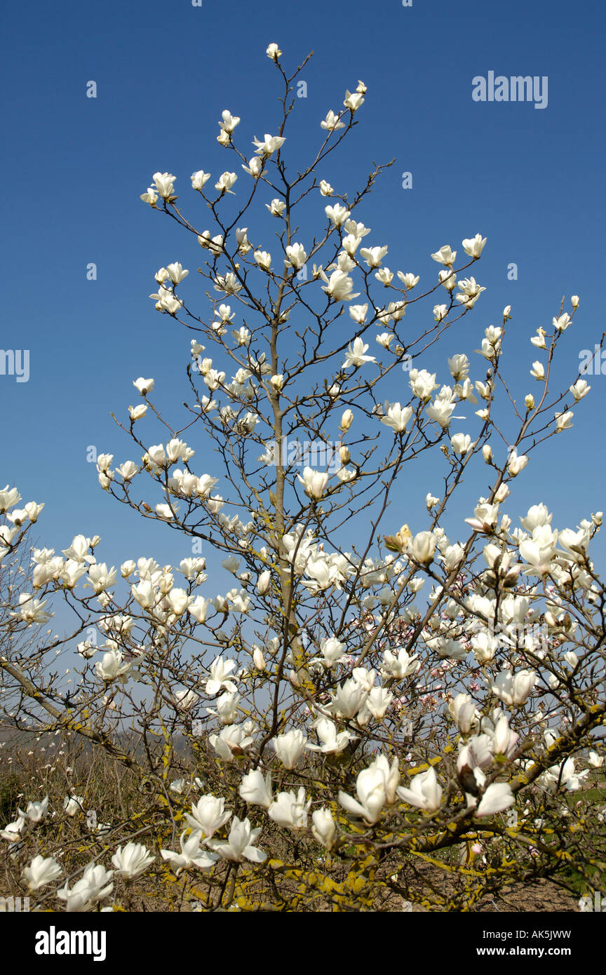 Emma magnolia hi-res stock photography and images - Alamy